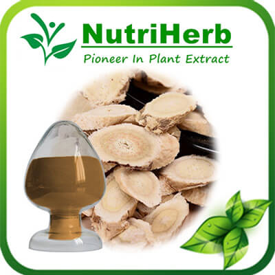 Angelica sinensis extract,Dong Quai extract,Angelica extract -NutriHerb