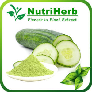 Cucumber Powder,Dehydrated Cucumber Powder Supplier