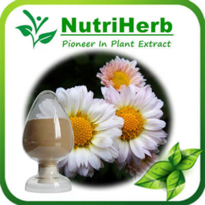 Feverfew Extract,Parthenolide Supplier and Factory-NutriHerb
