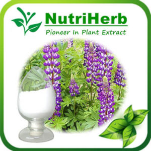 Lupeol,Lupeol 98%, Lupin Extract Supplier and Factory-NutriHerb