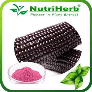 Purple Corn Color,Purple Corn Extract Supplier and Factory-NutriHerb